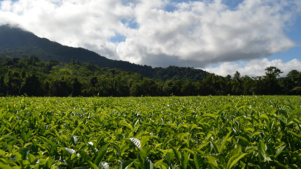 Dining Guide In The Daintree - Queensland, Australia